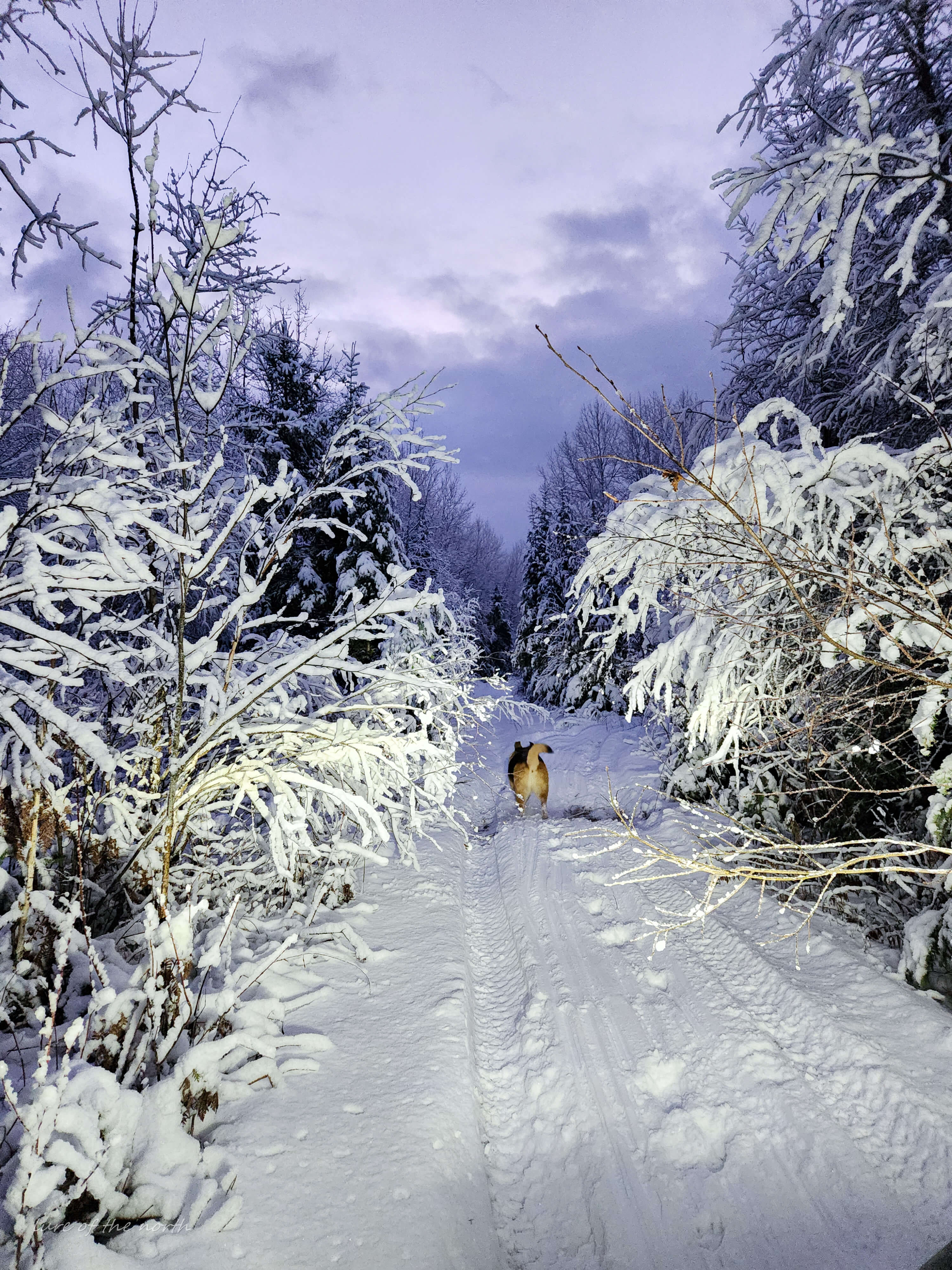 Winter Has Arrived! - Lure of the North